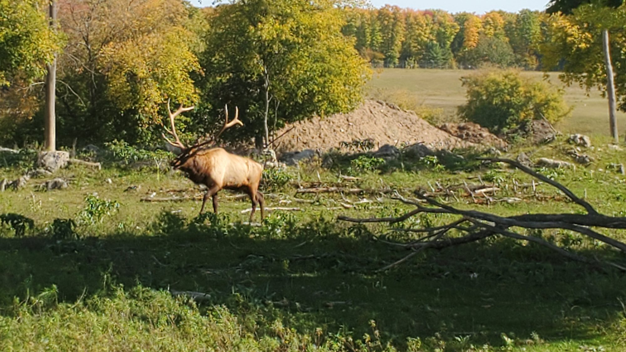 Experience the Elk at Gaylord's City Park - Camp. Hike. Explore